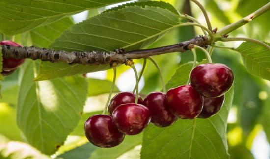 “El desarrollo del cultivo de cerezos en Perú es aún incipiente, pero ...