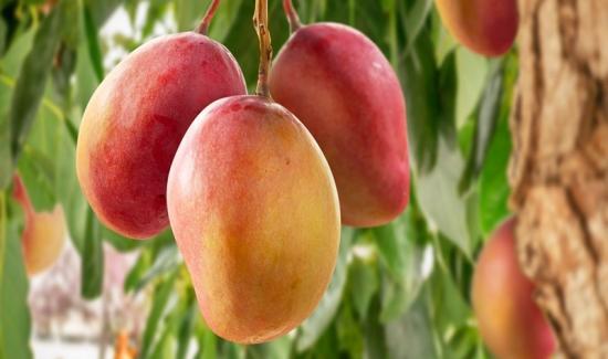 Señales de recuperación en el mercado de mango fresco en Estados Unidos ...