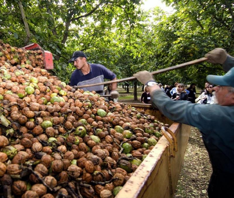 La nuez, uno de los frutos más completos y saludables